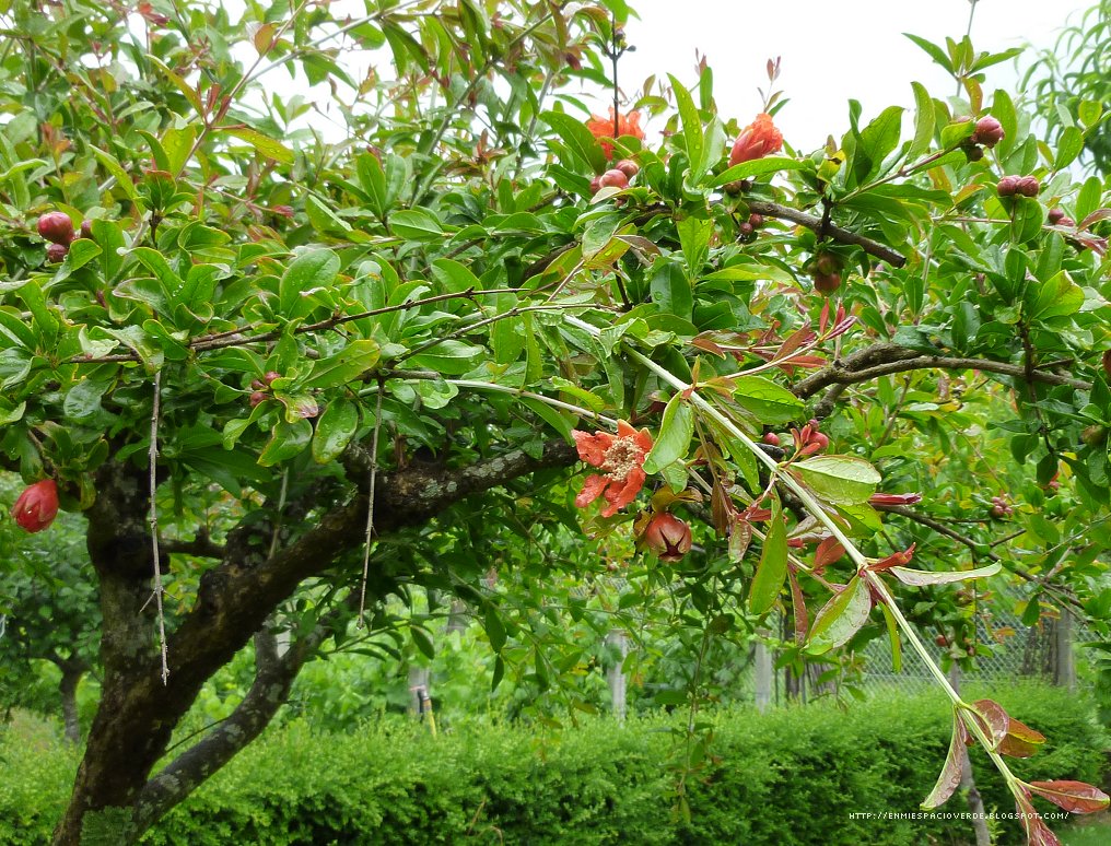 Mi espacio verde: Granado en flor