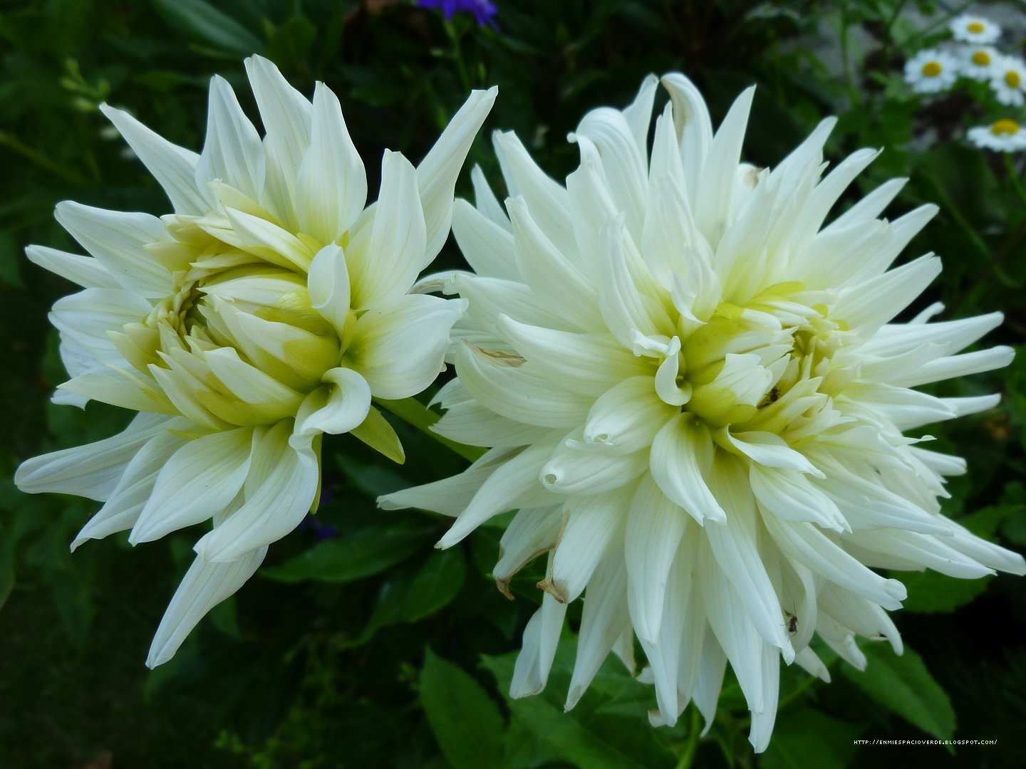 Mi espacio verde: Dalias (II)