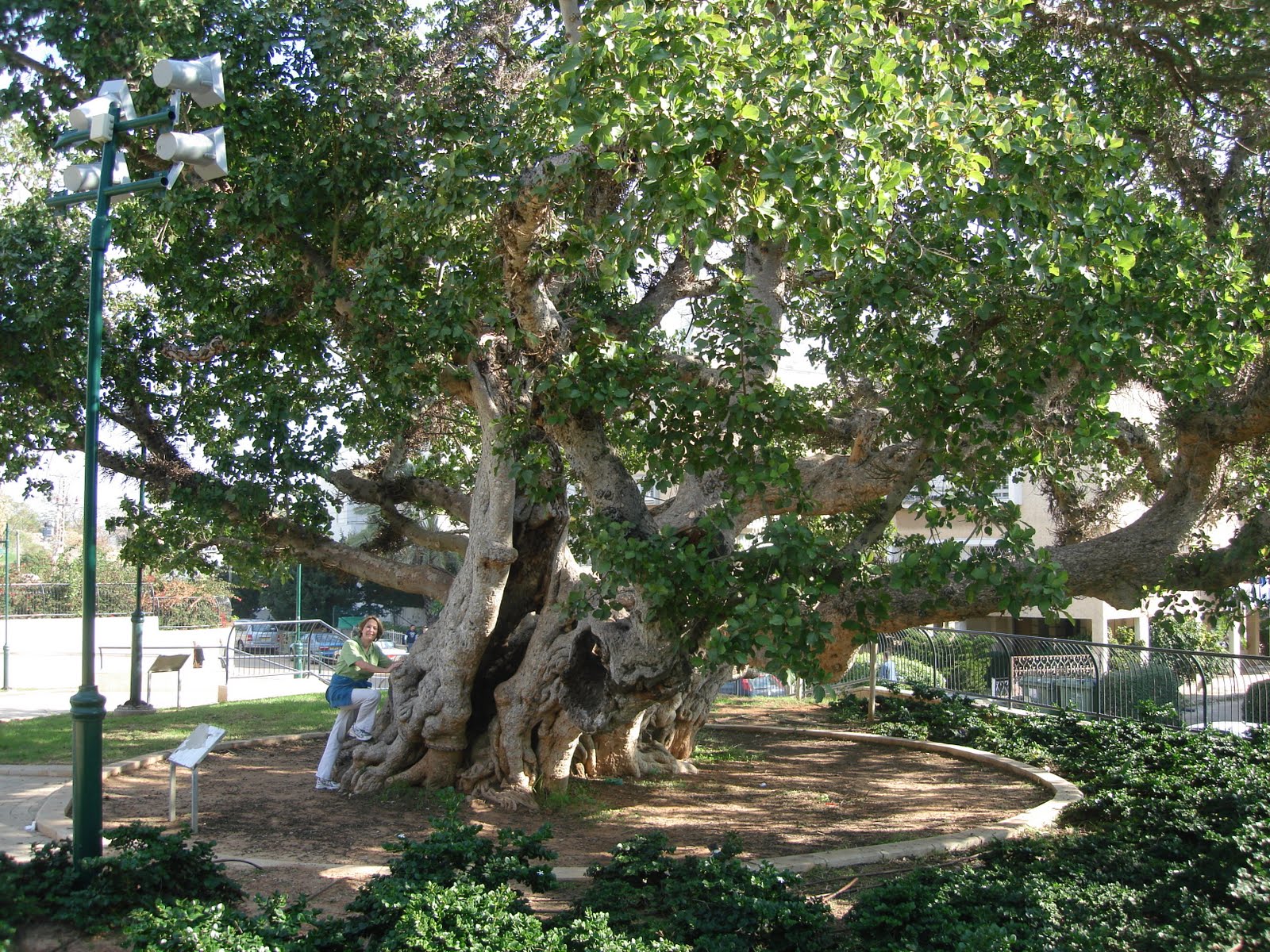 MANTLE MINISTRIES: Israel - The Sycomore Tree