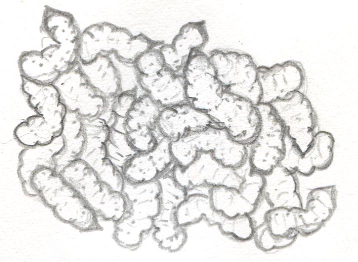 Sustainability: Maggot Drawing