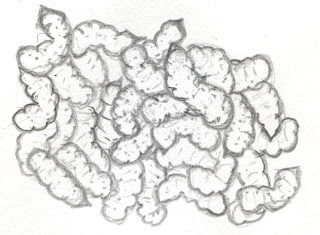 Sustainability: Maggot Drawing