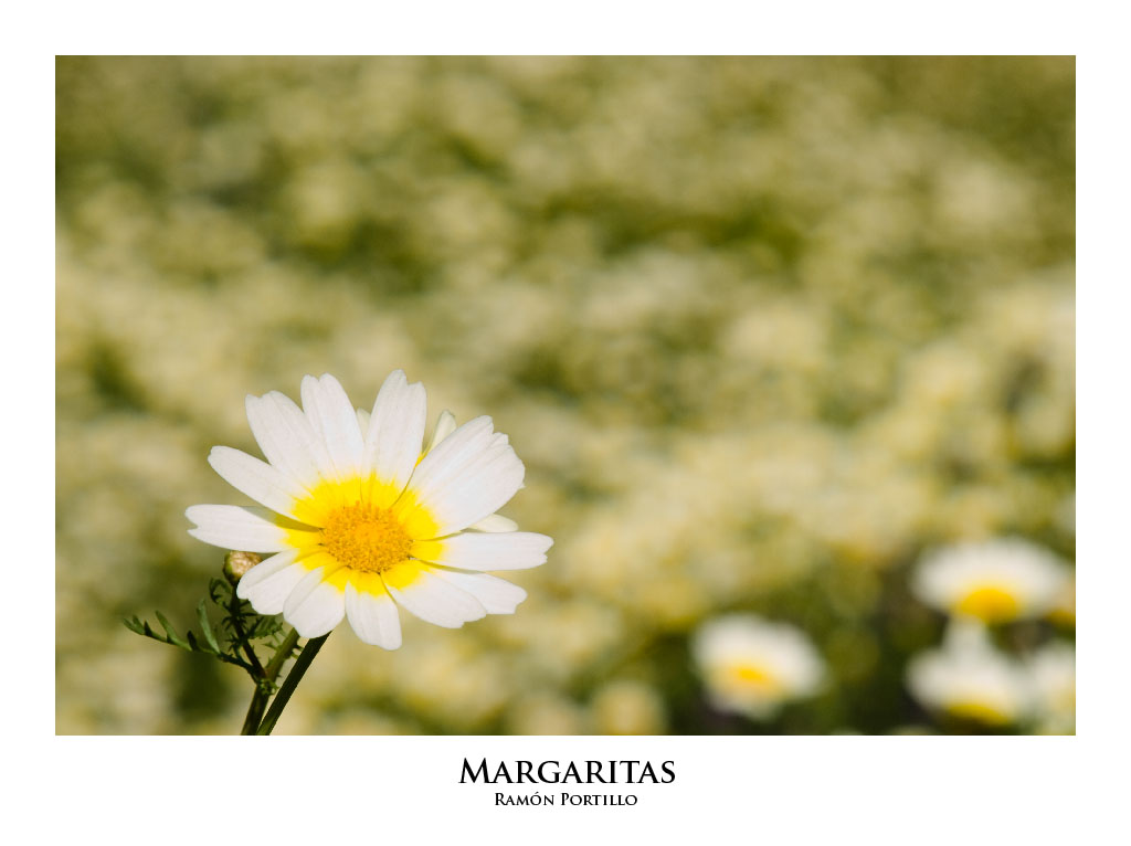 Ramón Portillo FotoBlog: Margaritas