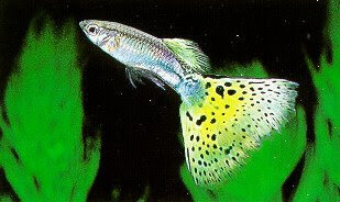 Tudo sobre Kinguios: Informações sobre Lebiste ou Guppy