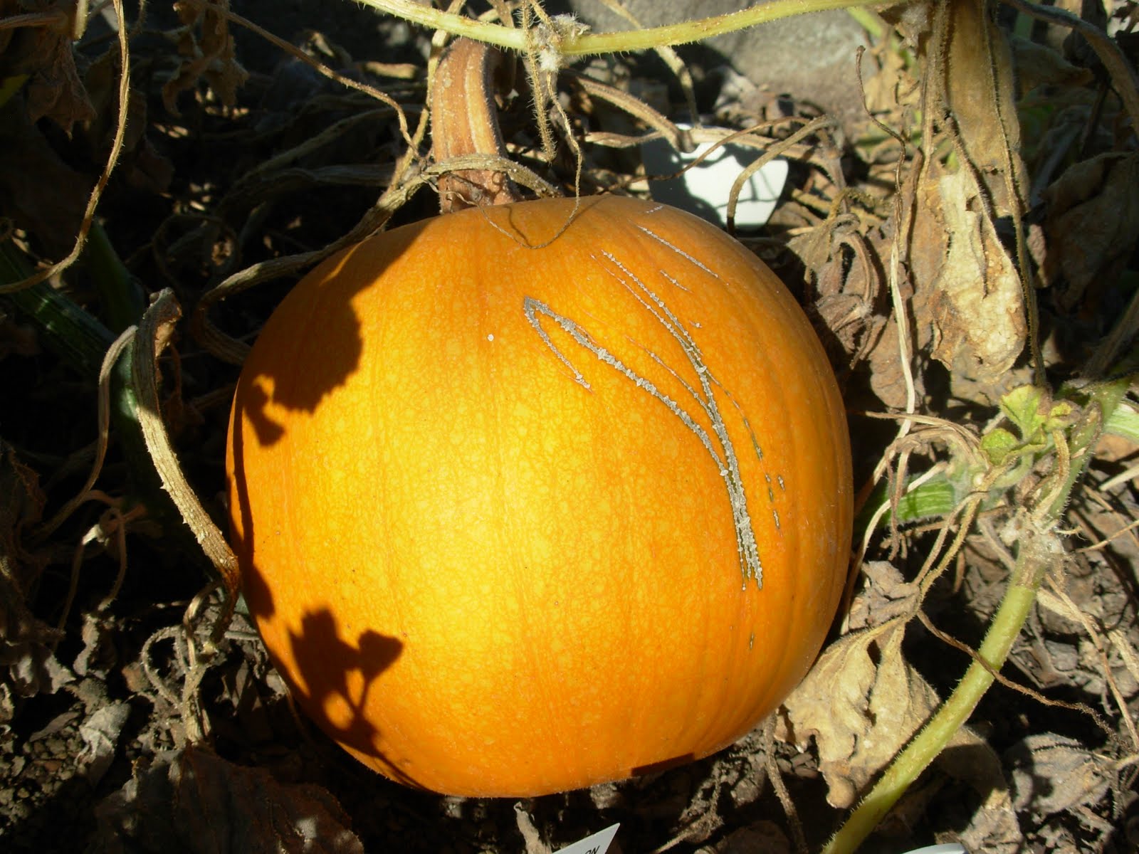 Dawn's Western Garden