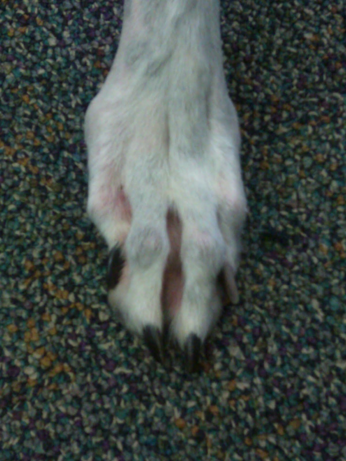 Aragon Greyhounds: Greyhound Toe Injuries