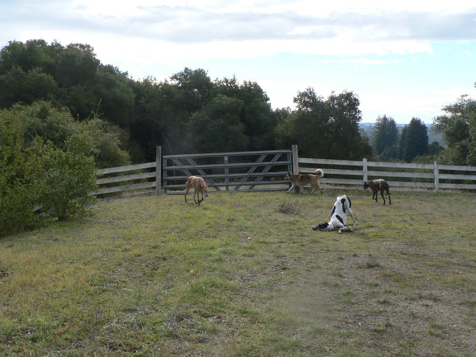 Aragon Greyhounds: Mud Dabbers and Farm Dogs