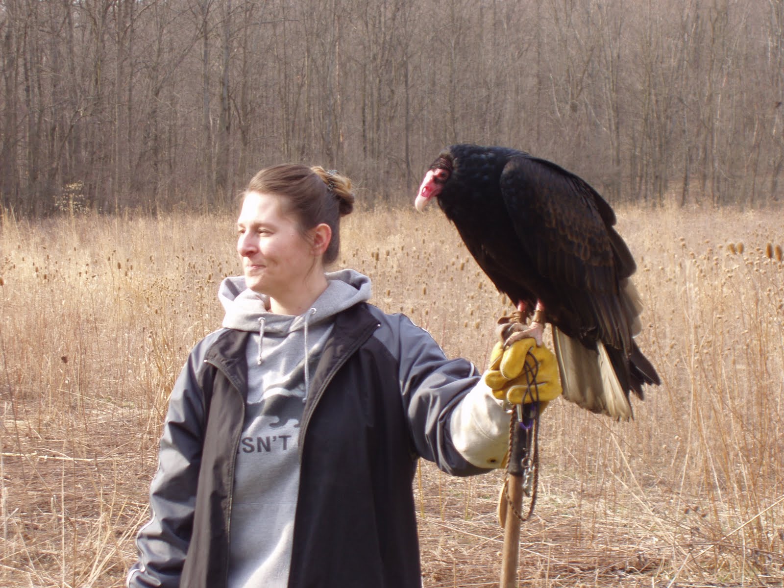 A Year Outside The Python: Buzzard Sunday in Hinckley, Ohio