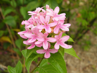 my G@Rdening frenzY: PINK RUSPOLIA