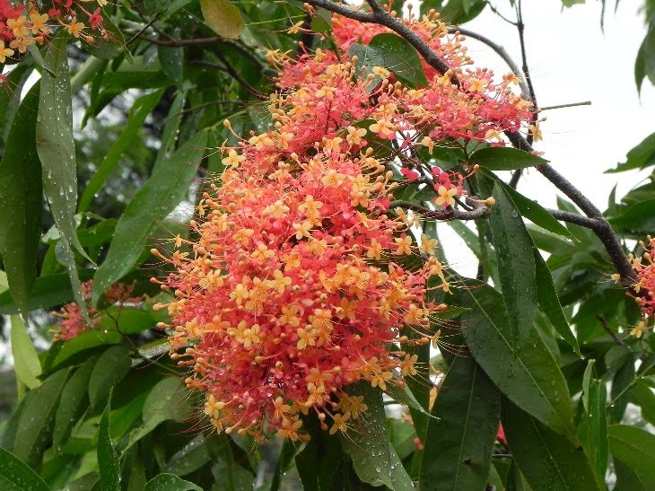 Pictorial Dictionary: Saraca Indica commonly known as Ashoka tree or ...