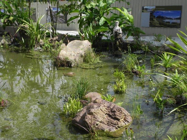 my G@Rdening frenzY: KHOO TECK PUAT HOSPITAL - POND