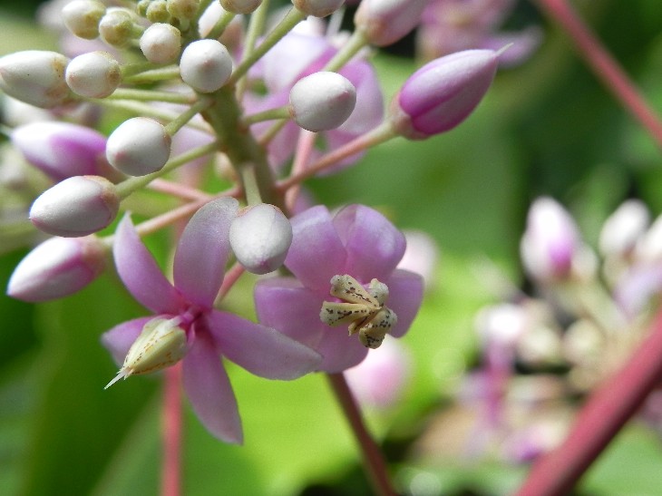 my G@Rdening frenzY: ARDISIA PYRAMIDALIS