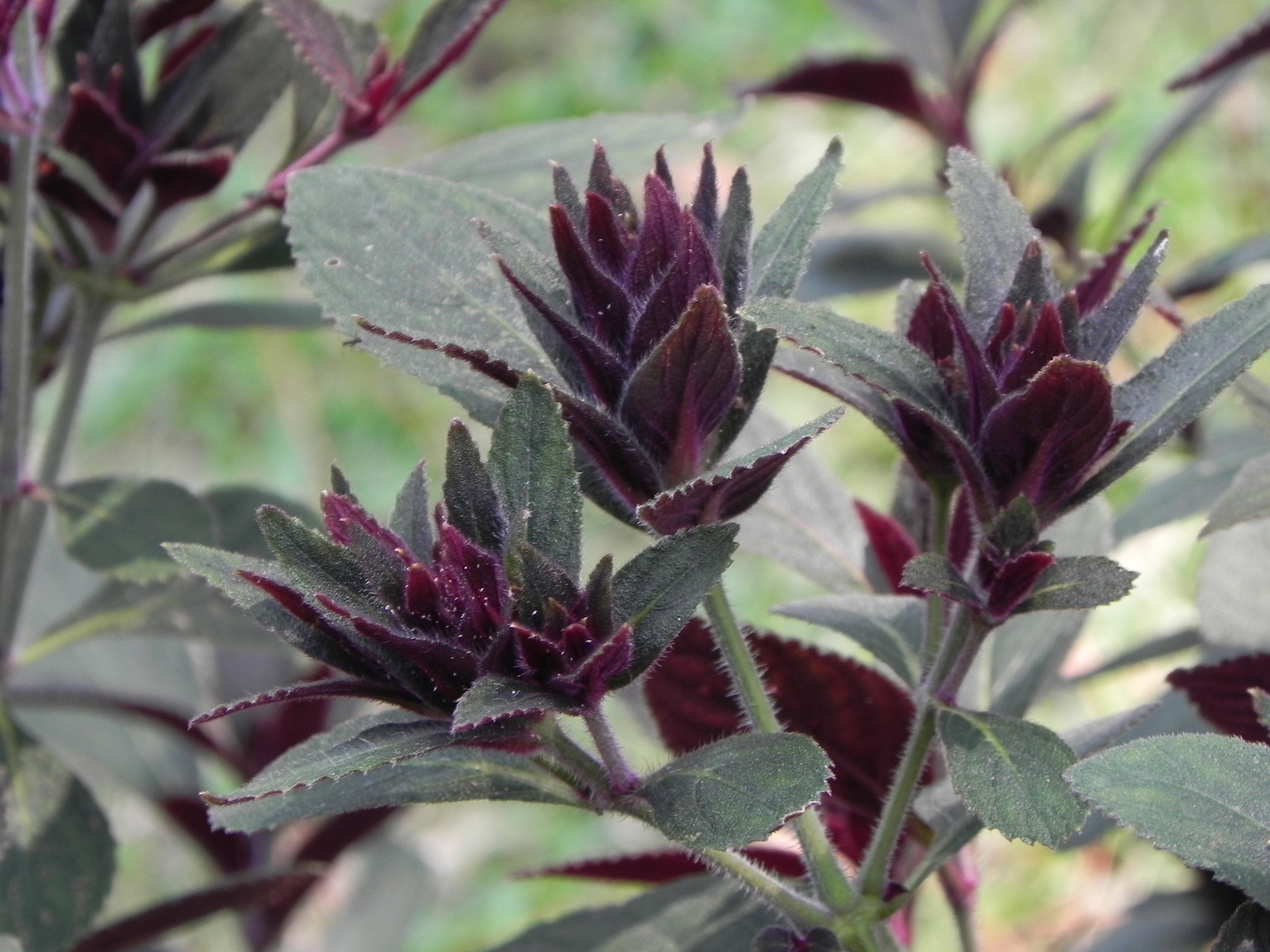 my G@Rdening frenzY: ACANTHACEAE PLANT