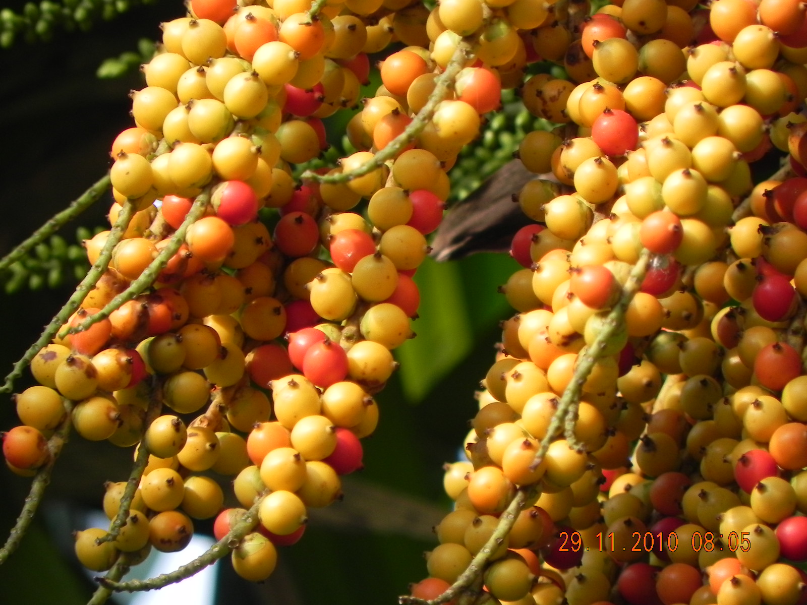 my G@Rdening frenzY: PTYCHOSPERMA MACARTHURII