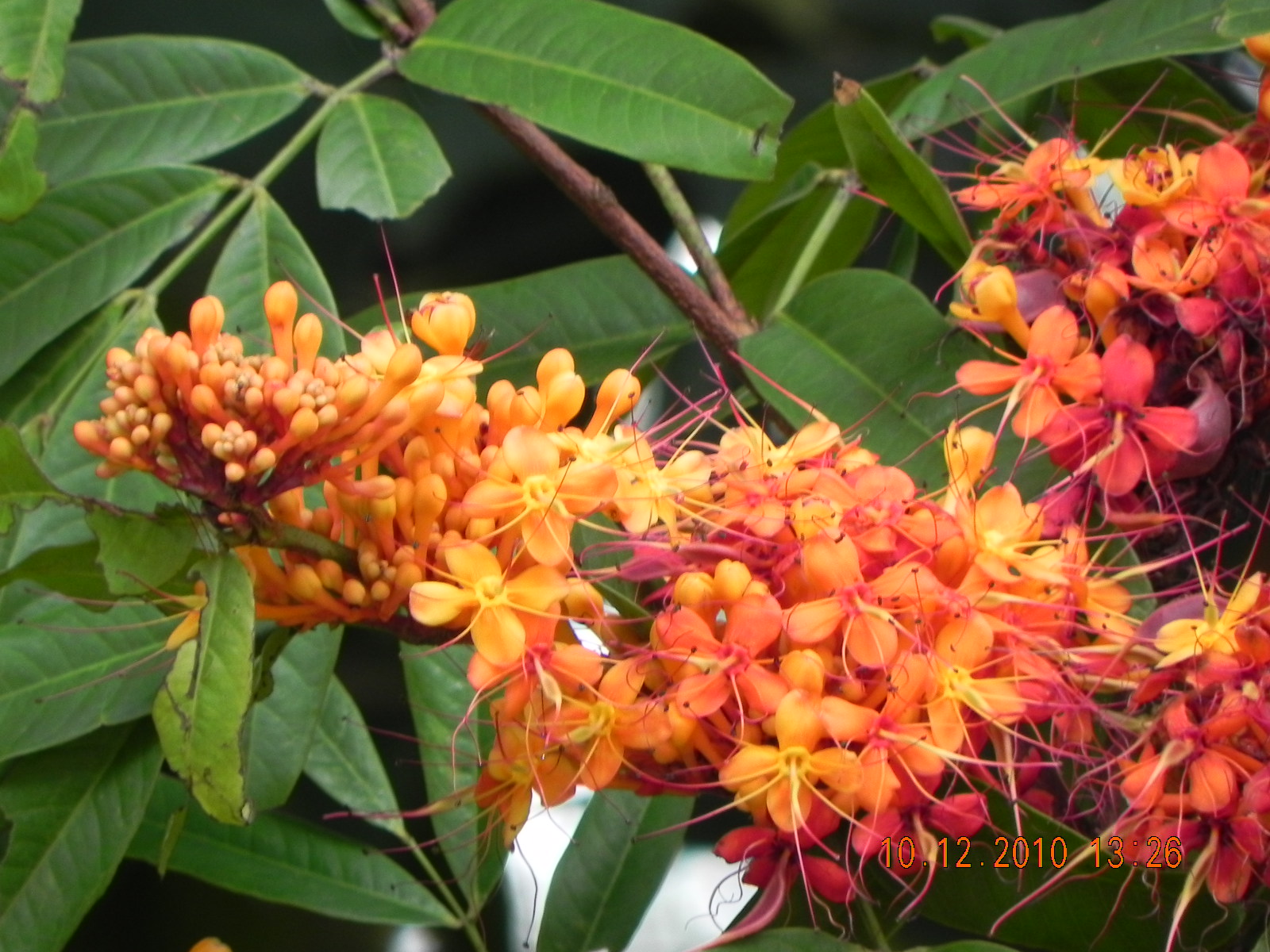 my G@Rdening frenzY: SARACA INDICA