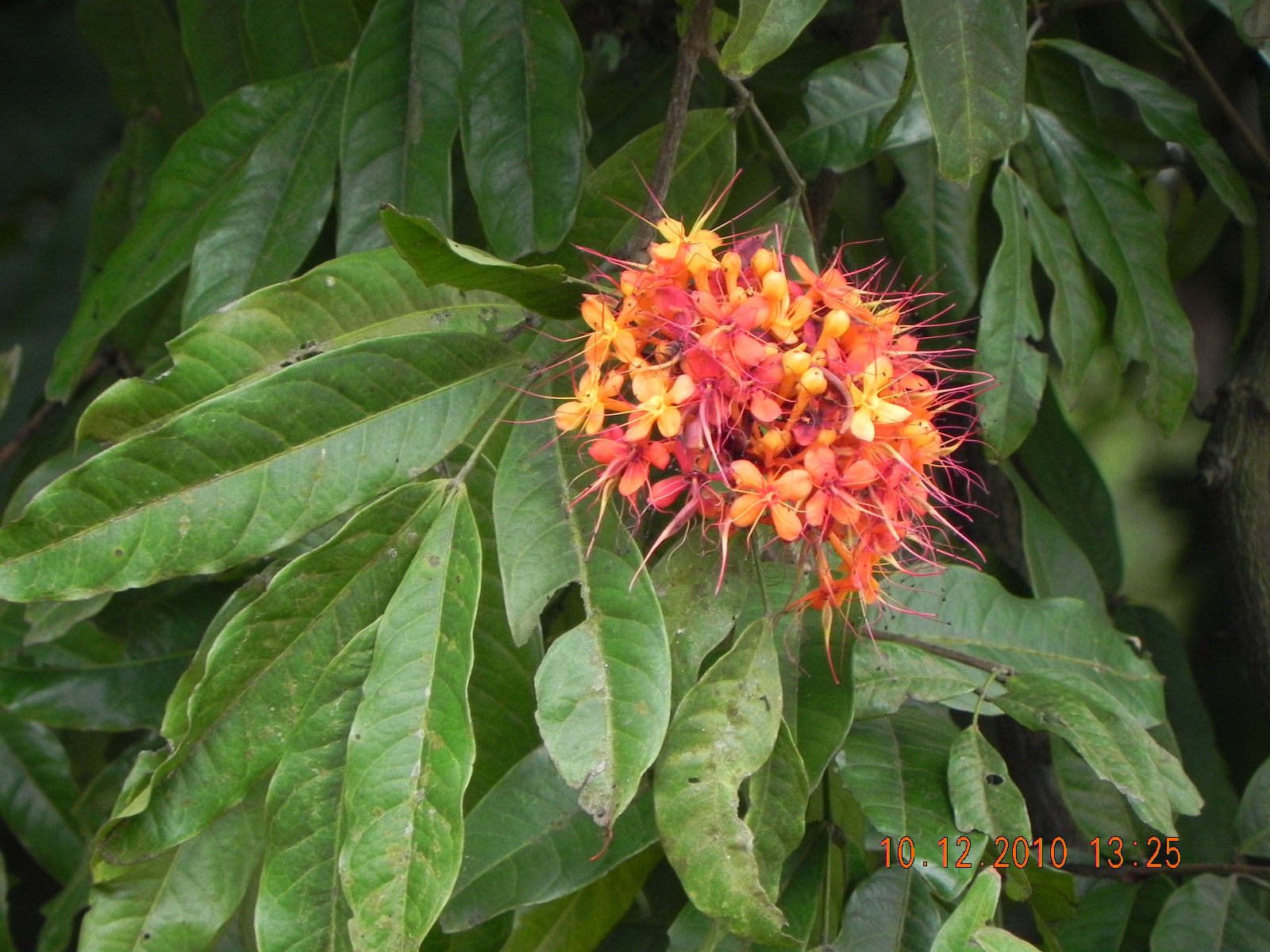 my G@Rdening frenzY: SARACA INDICA
