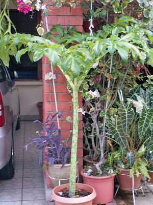 Good Morning Yesterday: The smelly flower with obscene name