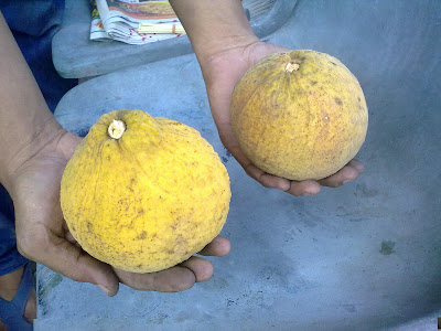 kojoe2kill ™: Buah Setar Gergasi