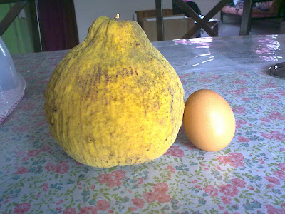 kojoe2kill ™: Buah Setar Gergasi