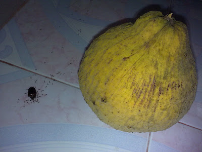 kojoe2kill ™: Buah Setar Gergasi