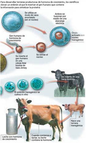 Alimentos trangénicos: Animales transgénicos