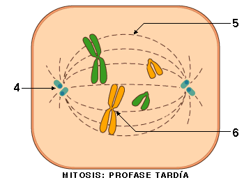 A Biologia da Célula: Mitose