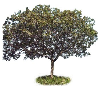 tudo sobre o cerrado: Goiabeira uma planta nativa do cerrado