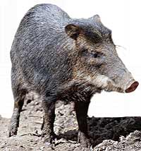 tudo sobre o cerrado: Queixada um animal do cerrado