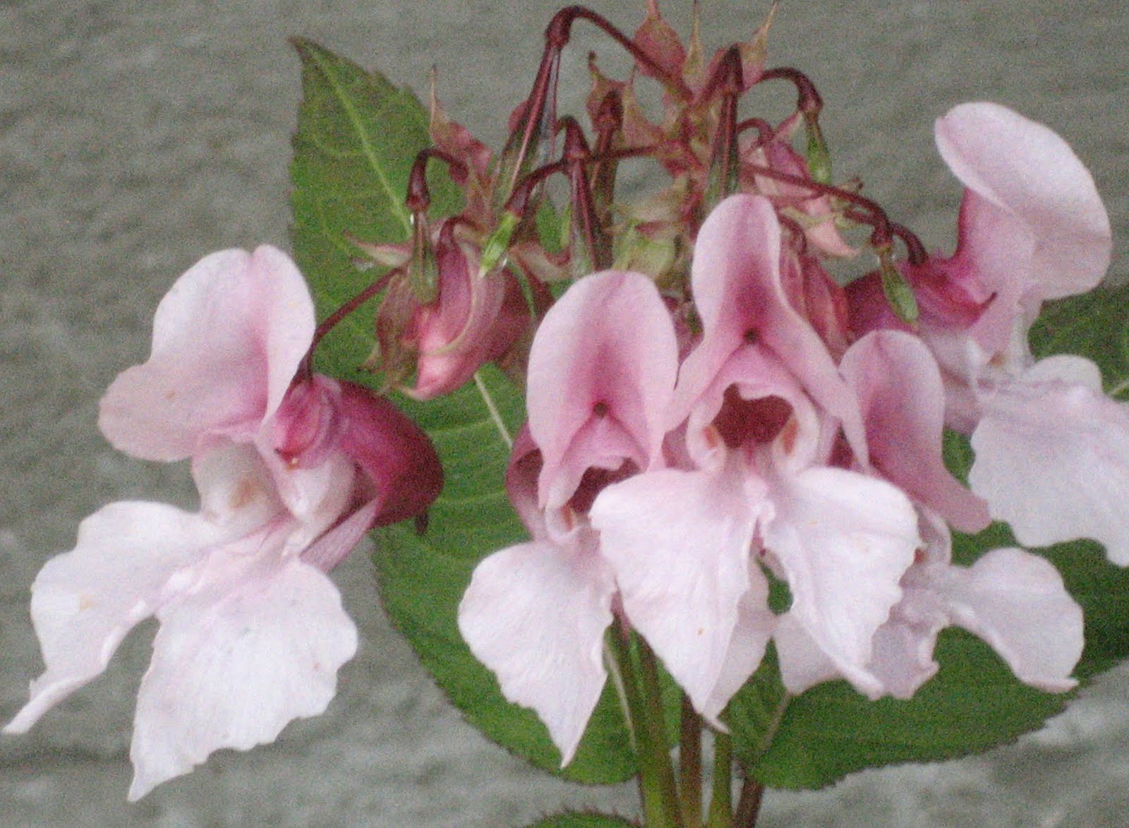 STUBBETUFSA: Springfrø og balsamin... full forvirring