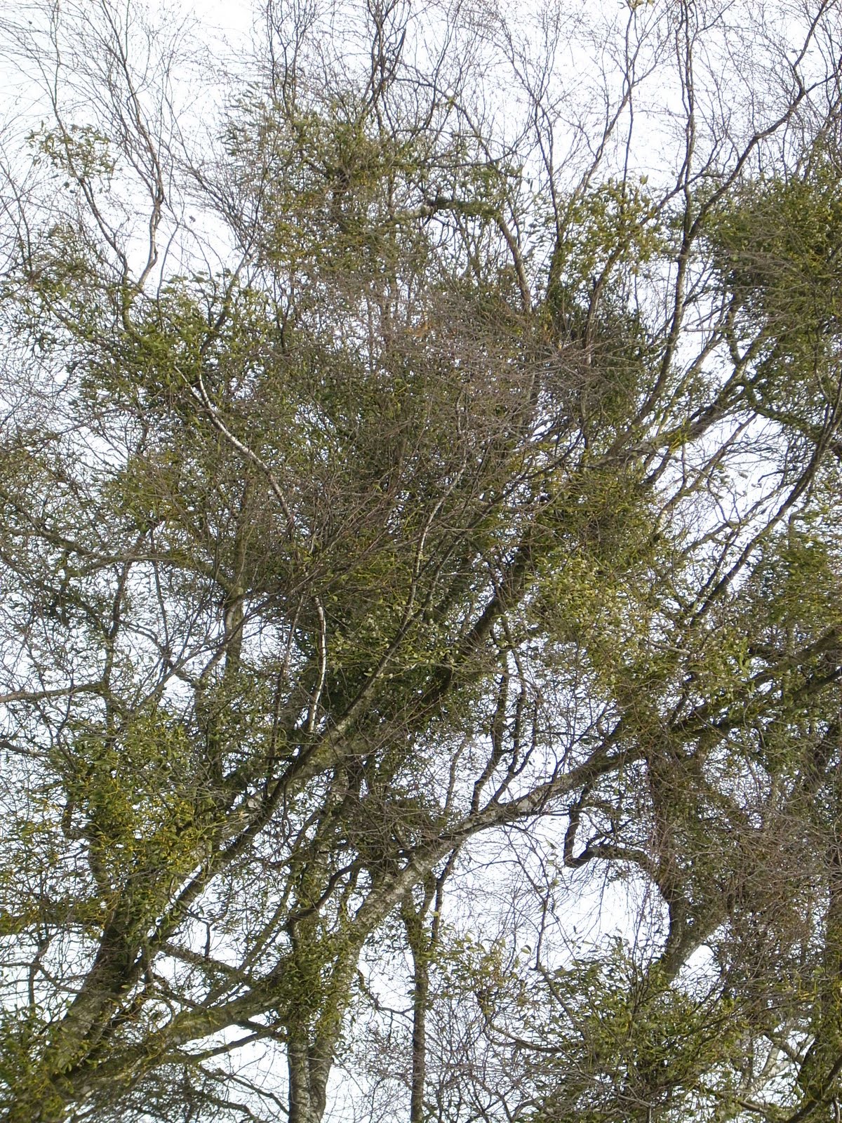 z b a t e r i - blog cu intentii bune: Un copac cu noroc