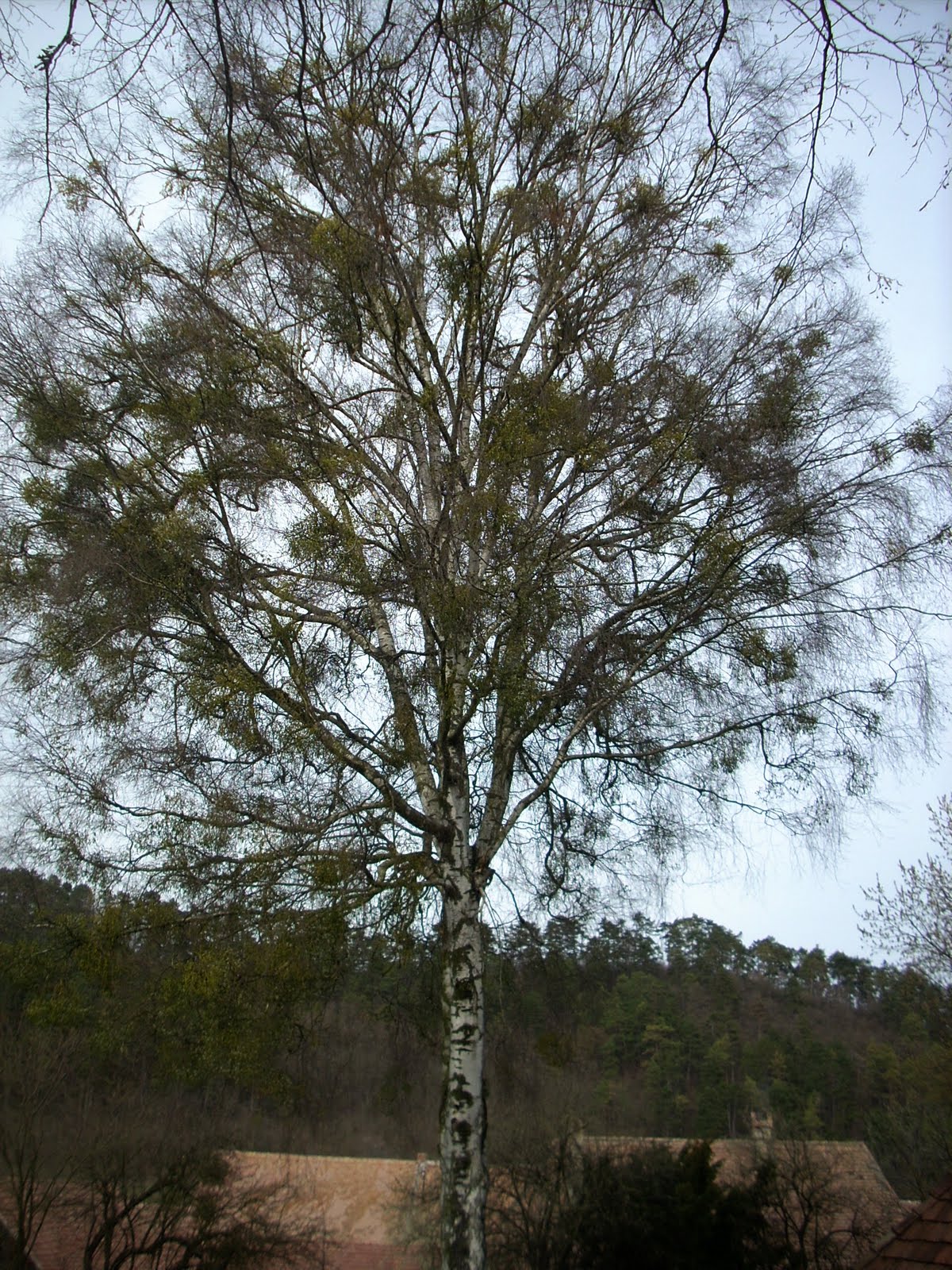 z b a t e r i - blog cu intentii bune: Un copac cu noroc