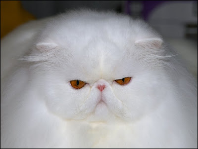 numai poze: pisica alba