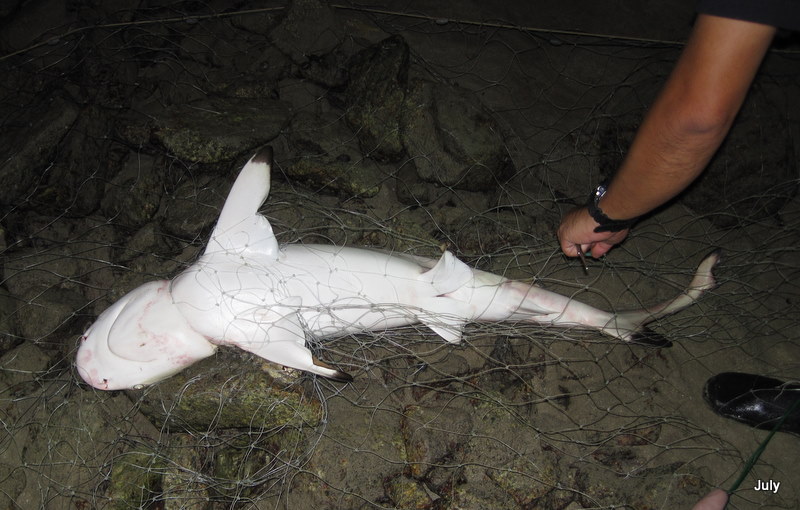 Where Discovery Begins: Sad Scene of Sharks @ Semakau