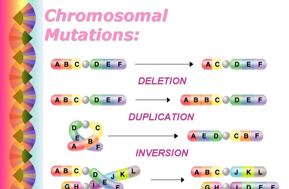 Biology Knights Power Point Notes Mutation