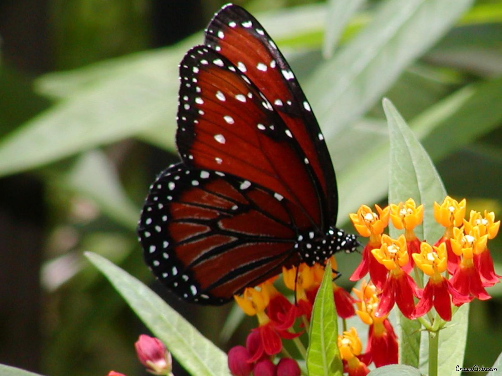 Enjoy: Butterfly Beautiful Wallpapers