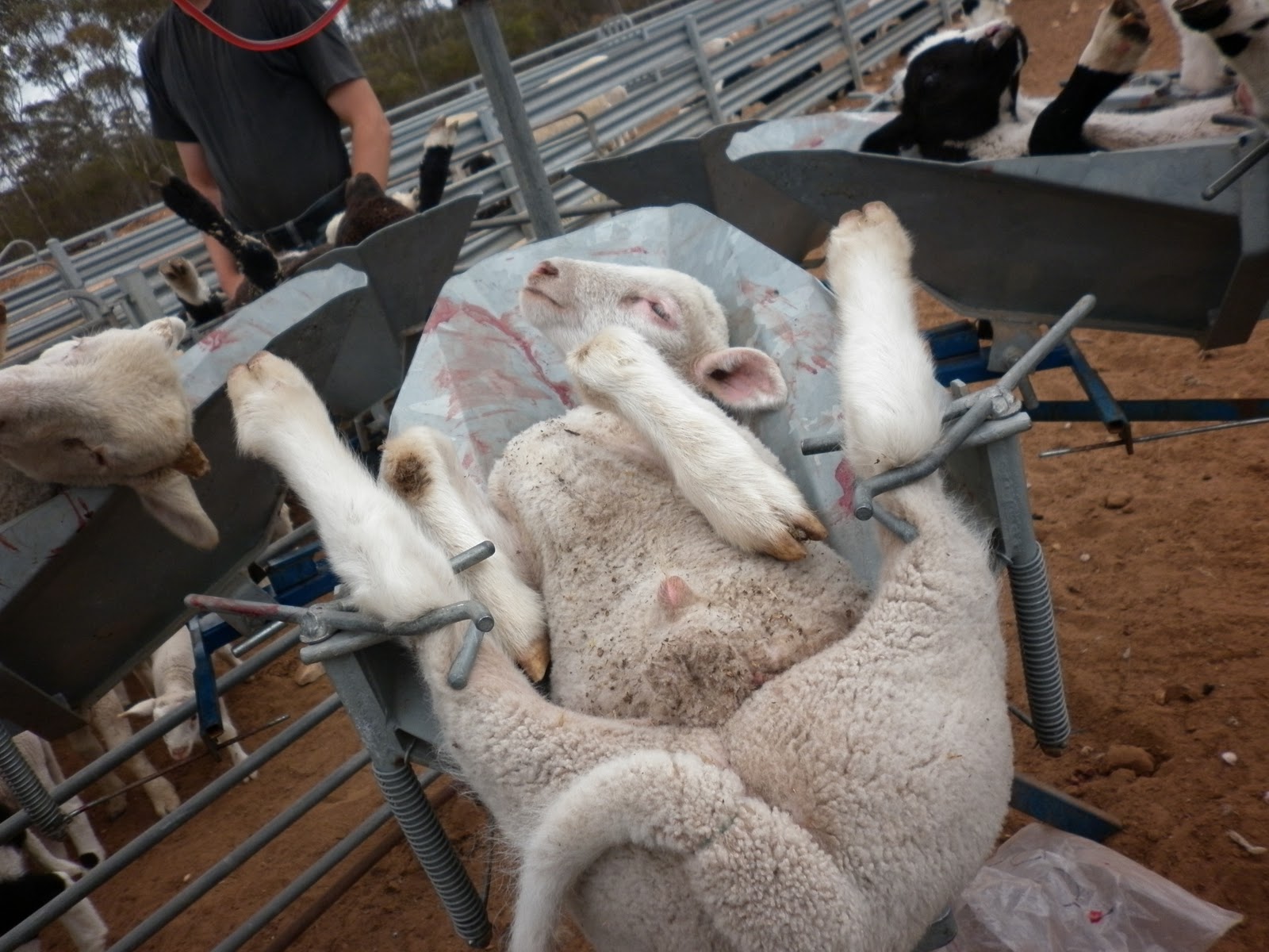 Off to the land down under :D: Rain, pain and sheep balls