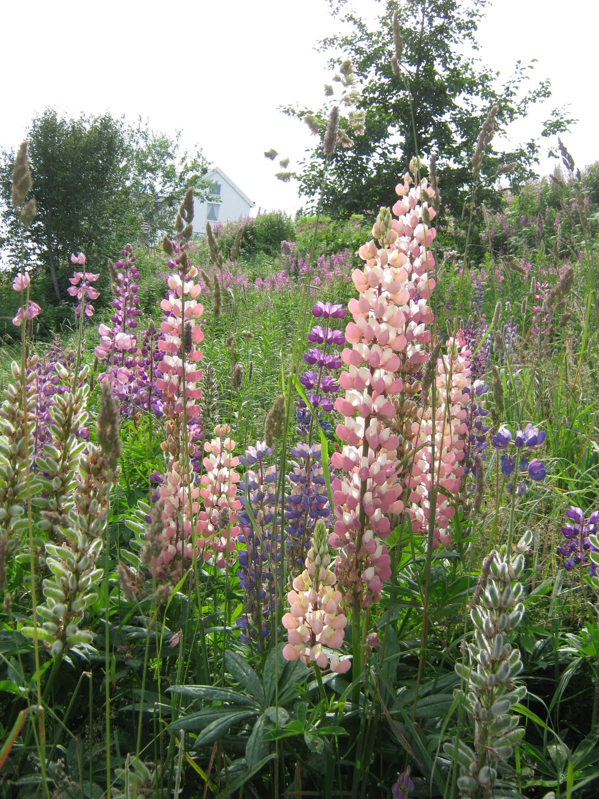 The Grahams' Great Escape: Norwegian Wild Flowers