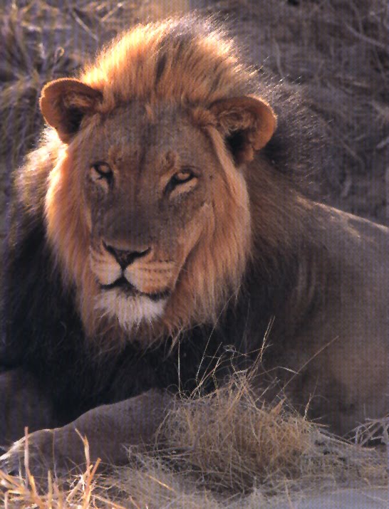 OTROMARIBLOG: noviembre 2009