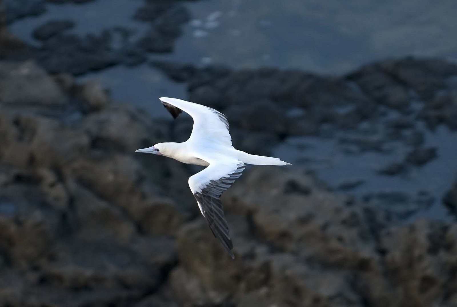 Alasdair Turner Photography: Some Birds of Kauai.