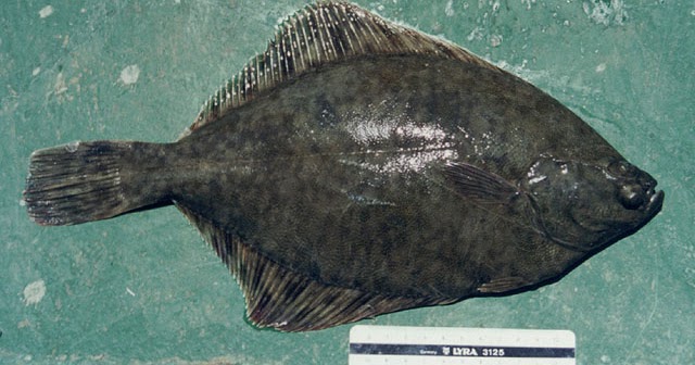 ANPP Animales y Plantas de Perú: Lenguado Común - Paralichthys adspersus