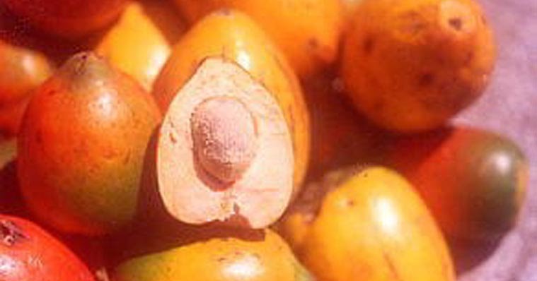 ANPP Animales y Plantas de Perú: Pijuayo - Bactris gasipaes H.B.K.