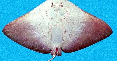 ANPP Animales y Plantas de Perú: Raya - Gymnura afuerae