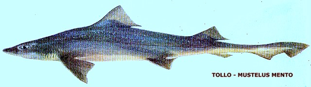 PLAAN : Tollo - Mustelus mento