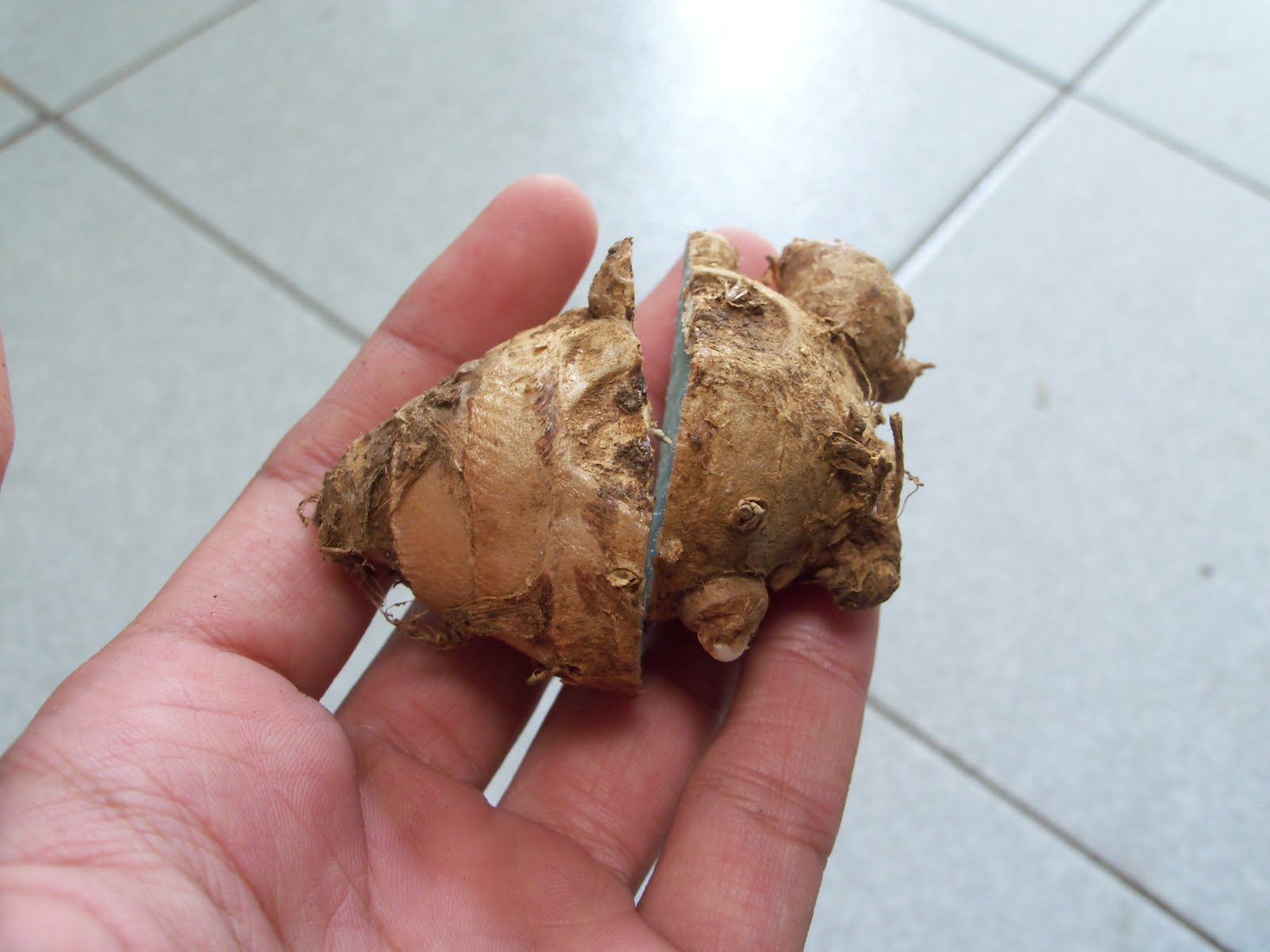 Lapak Hijau - The Green Stall: Temu hitam; Temu Ireng (Curcuma ...
