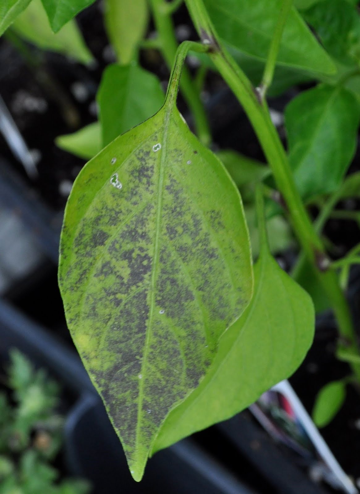 Wit's End: Senator Robert Byrd and Basil