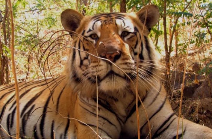 Identify the tiger - Page 4 - Animal vs Animal Forums