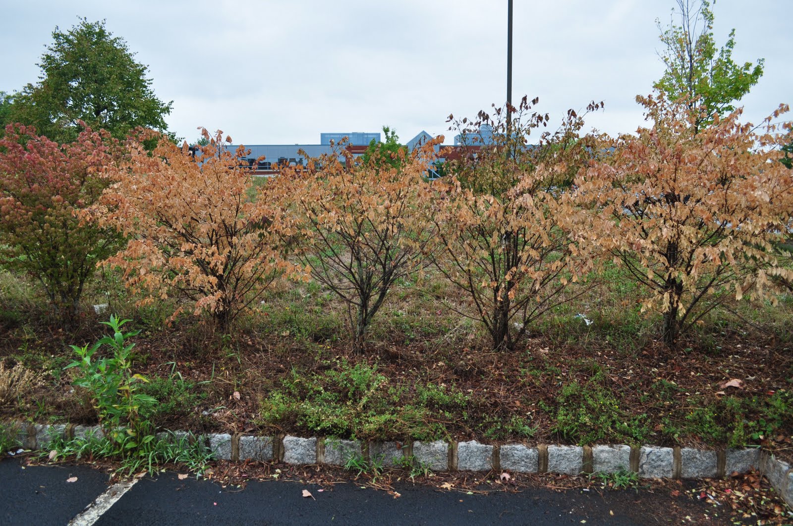 Wit's End: Opening a Can of Worms