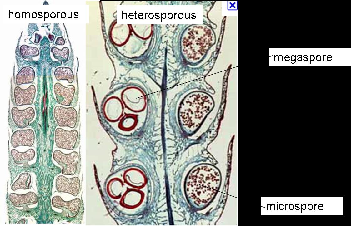 Biology: Introduction to Life: August 2010
