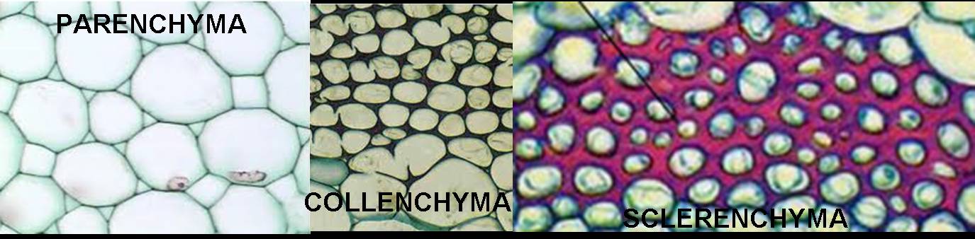 Biology: Introduction to Life: Multicellular organization - Plants ...