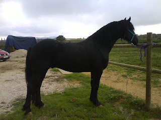 Frisones y Welsh "EL PORTILLO": POTRO FRISON DOS AÑOS Y MEDIO