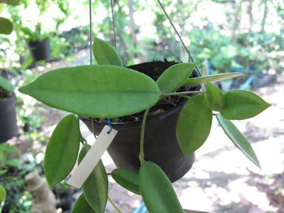 Hoya la !: More hoyas with names to check